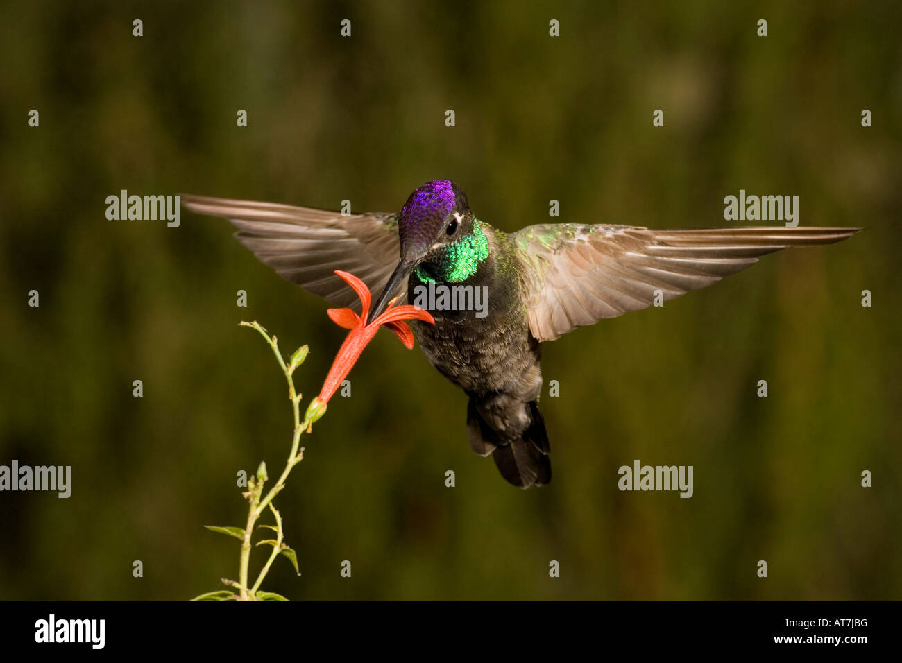 Magnificent Hummingbird male Eugenes fulgens feeding at Anisacanthus ...