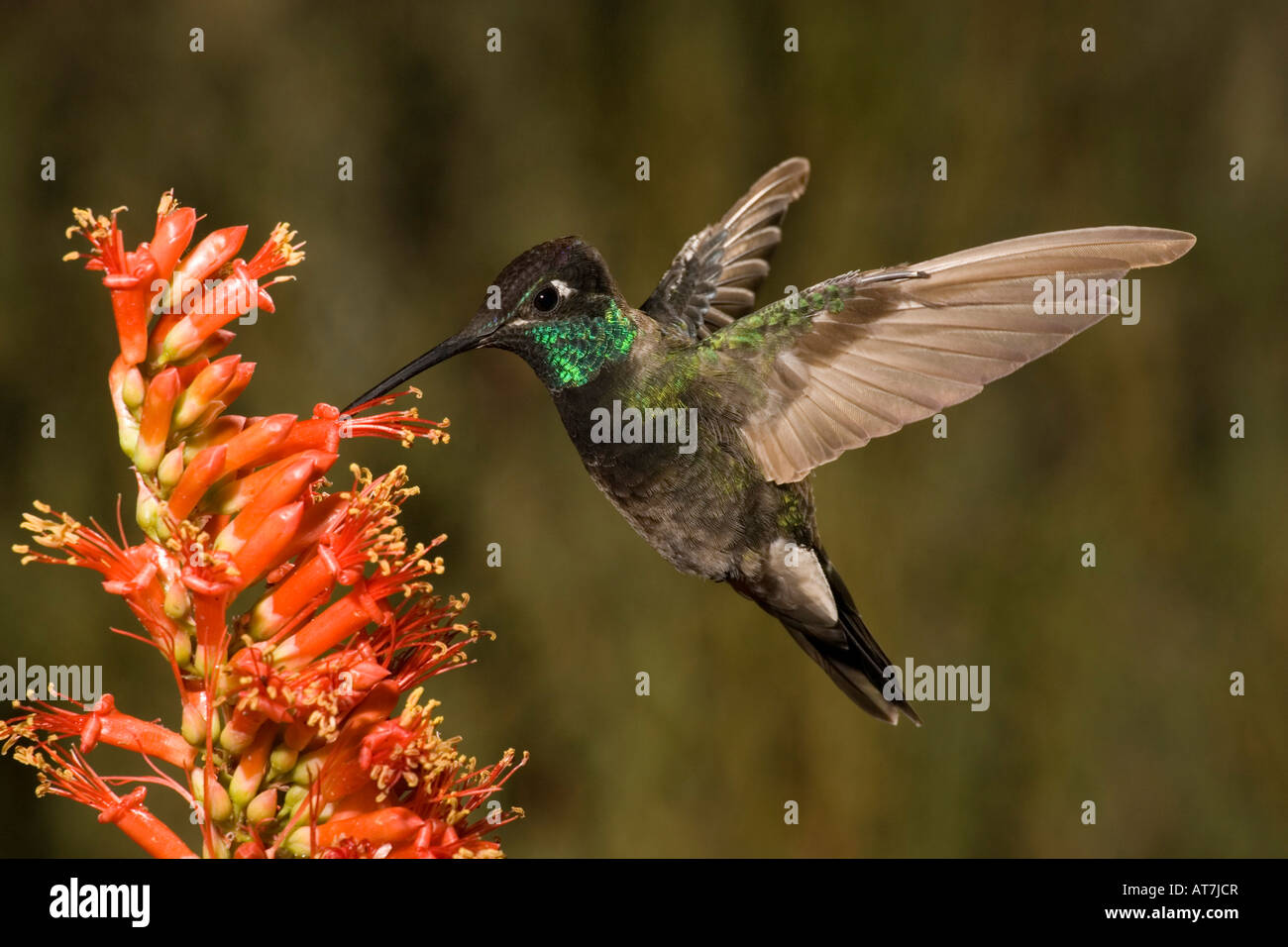 Magnificent Hummingbird male Eugenes fulgens feeding at ocotillo ...