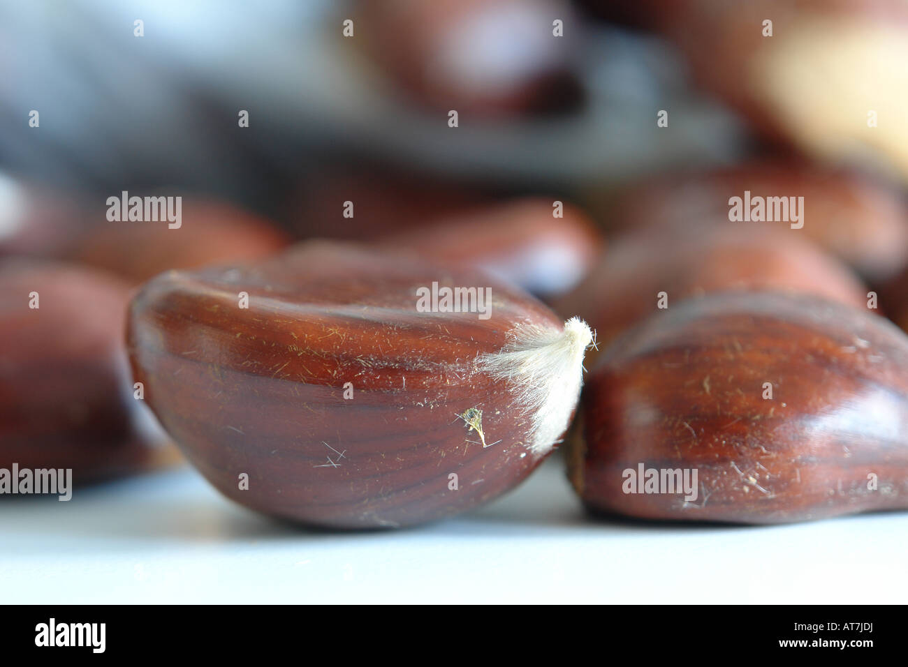 Shiny nut inside hi-res stock photography and images - Alamy