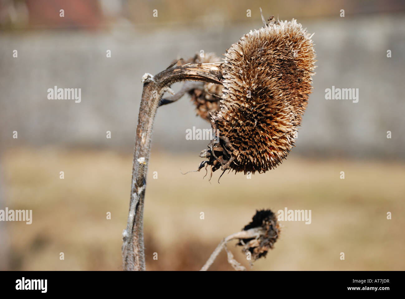 Dead sunflower hi-res stock photography and images - Alamy