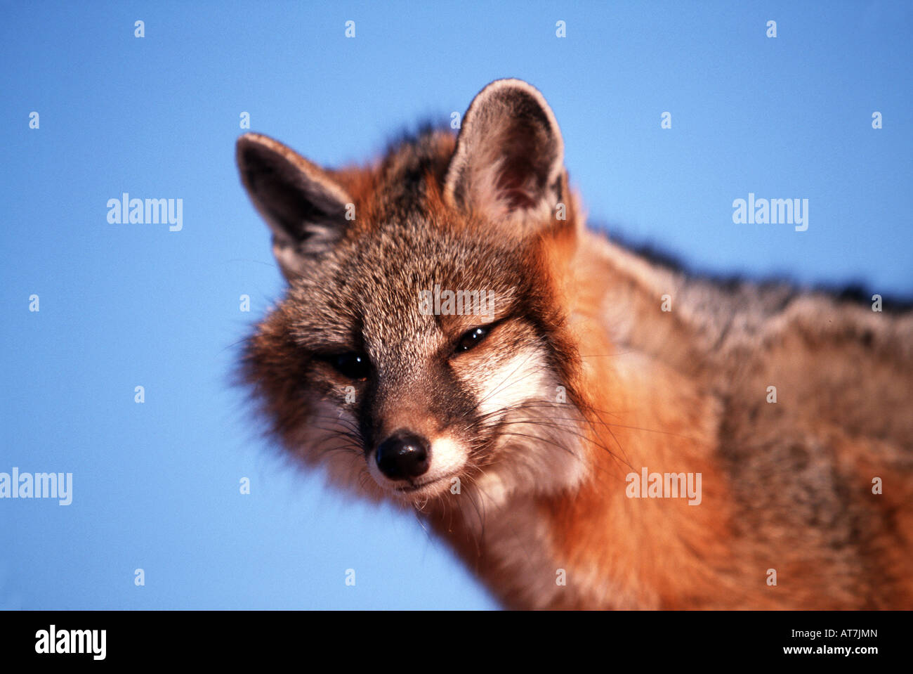 Portrait of a gray fox Stock Photo - Alamy