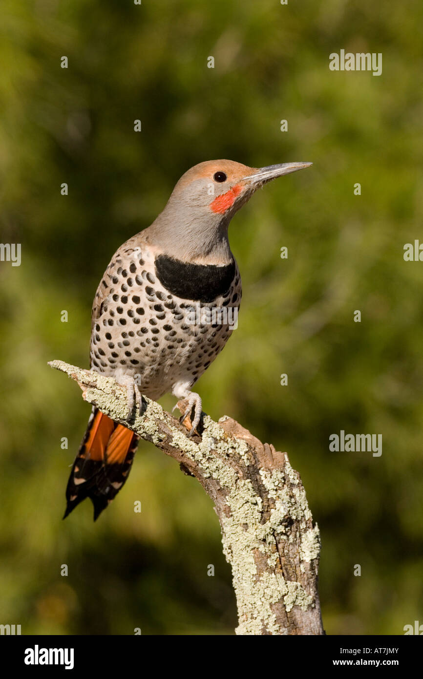 Northern Flicker Red-shafted male Colaptes auratus on lichen covered ...