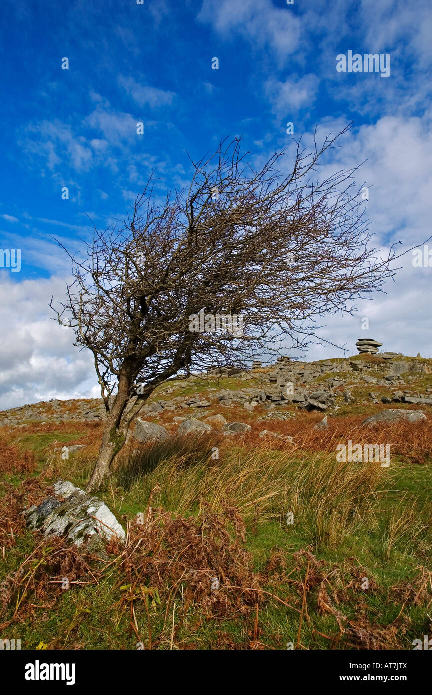 a small leafless hawthorn tree on bodmin moor,cornwall Stock Photo - Alamy