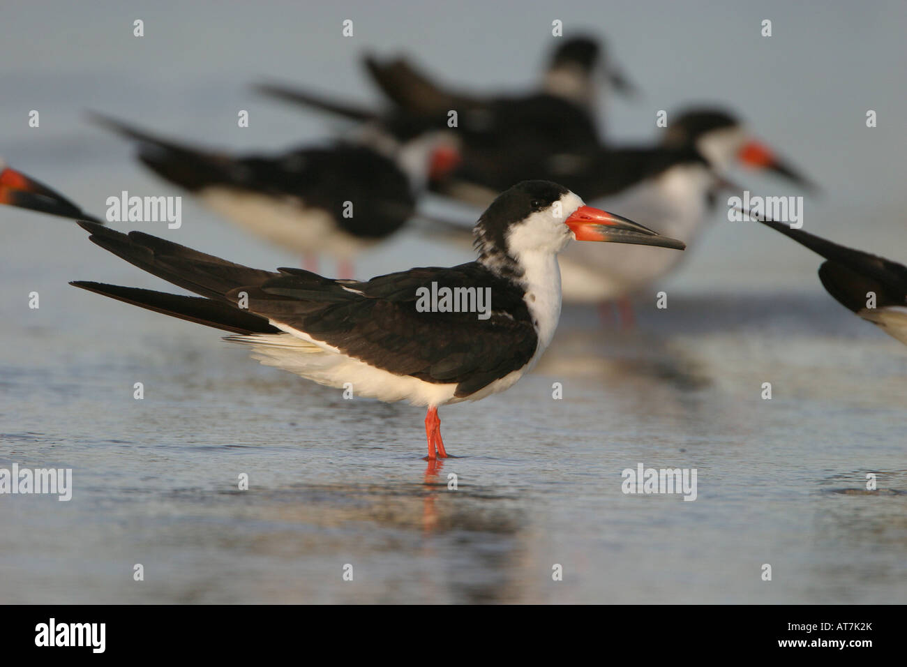 Black Skimmer Rynchops niger on beach Stock Photo - Alamy
