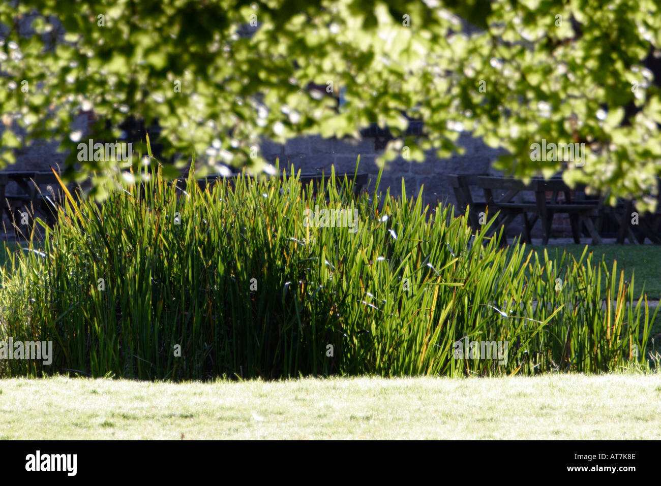 Reeds around pond hi-res stock photography and images - Alamy