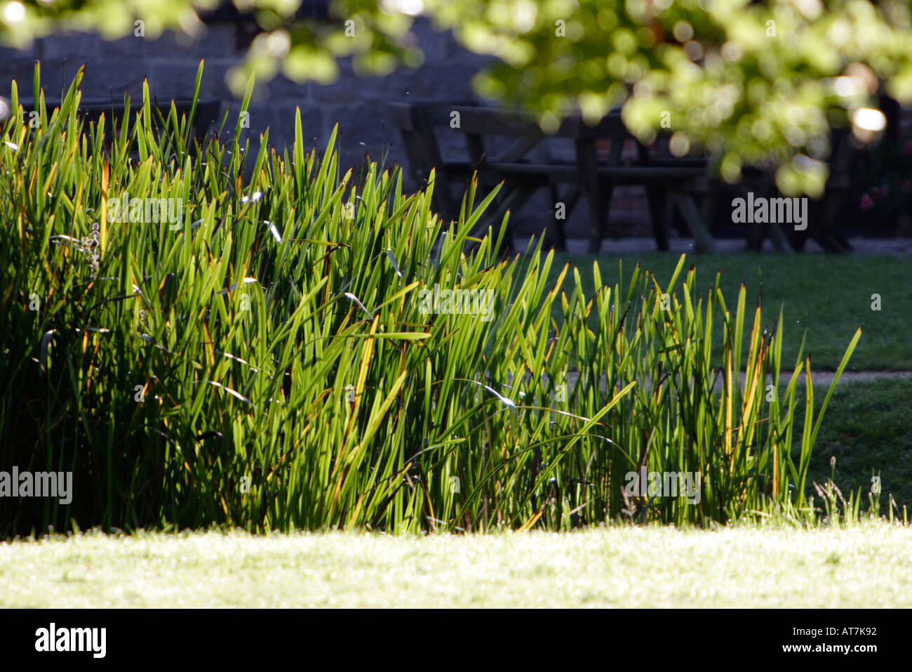 Reeds photographs hi-res stock photography and images - Alamy