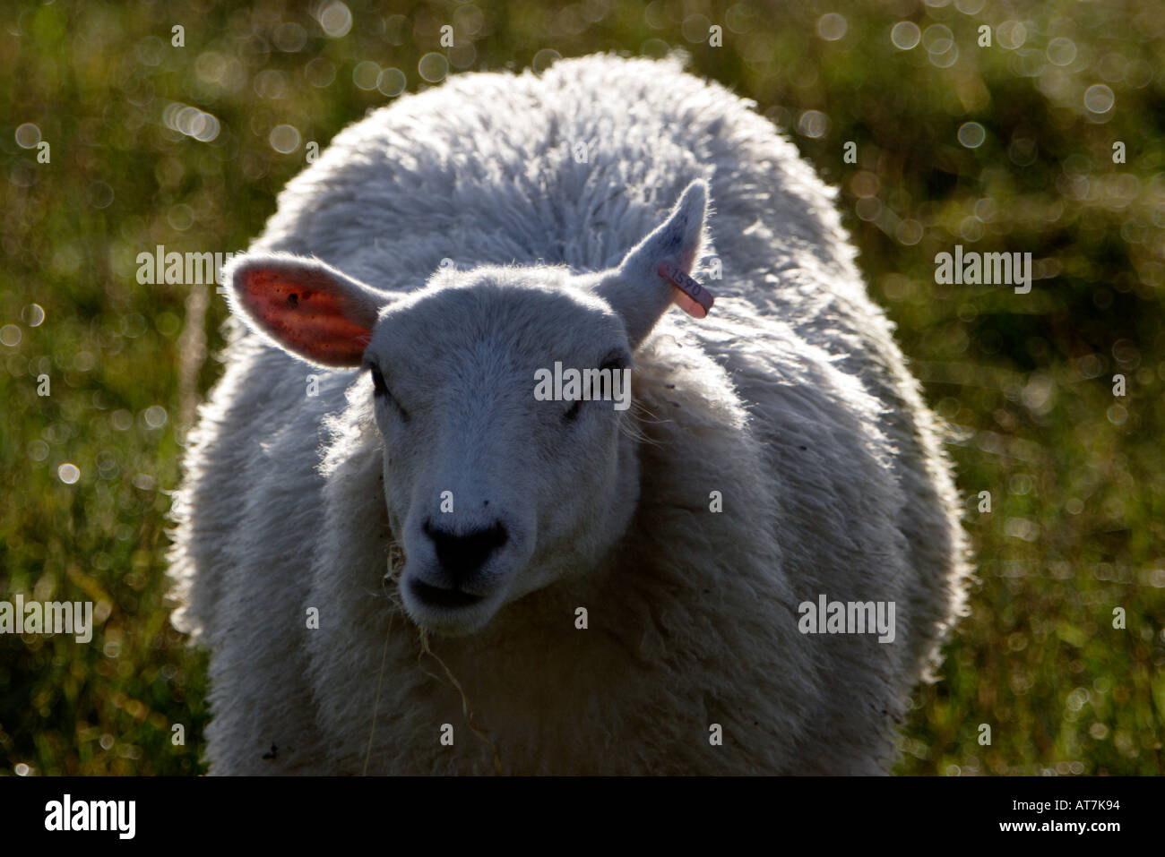 Backlit sheep chewing on grass Stock Photo - Alamy