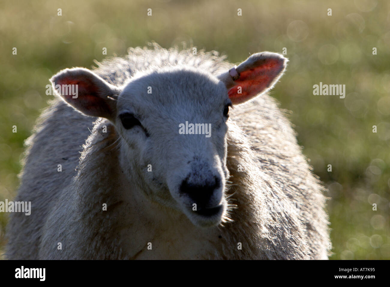 Backlit sheep chewing on grass Stock Photo - Alamy