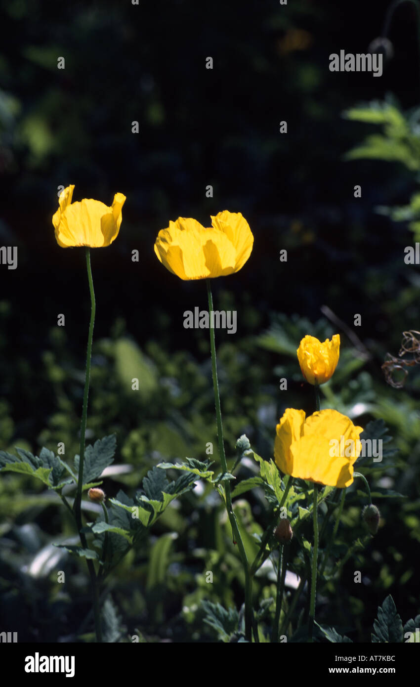 Yellow Welsh poppies in an English cottage garden rockery, Lancaster ...