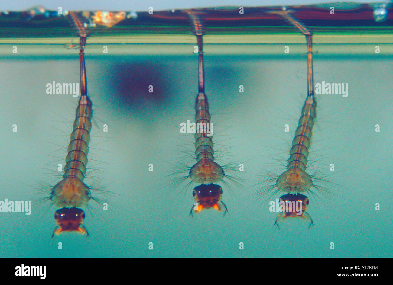 Culex Pipiens Larva High Resolution Stock Photography and Images - Alamy