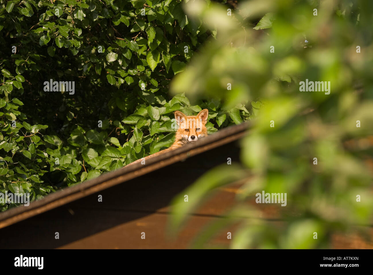 urban fox on the roof of a garden shed, London Stock Photo - Alamy
