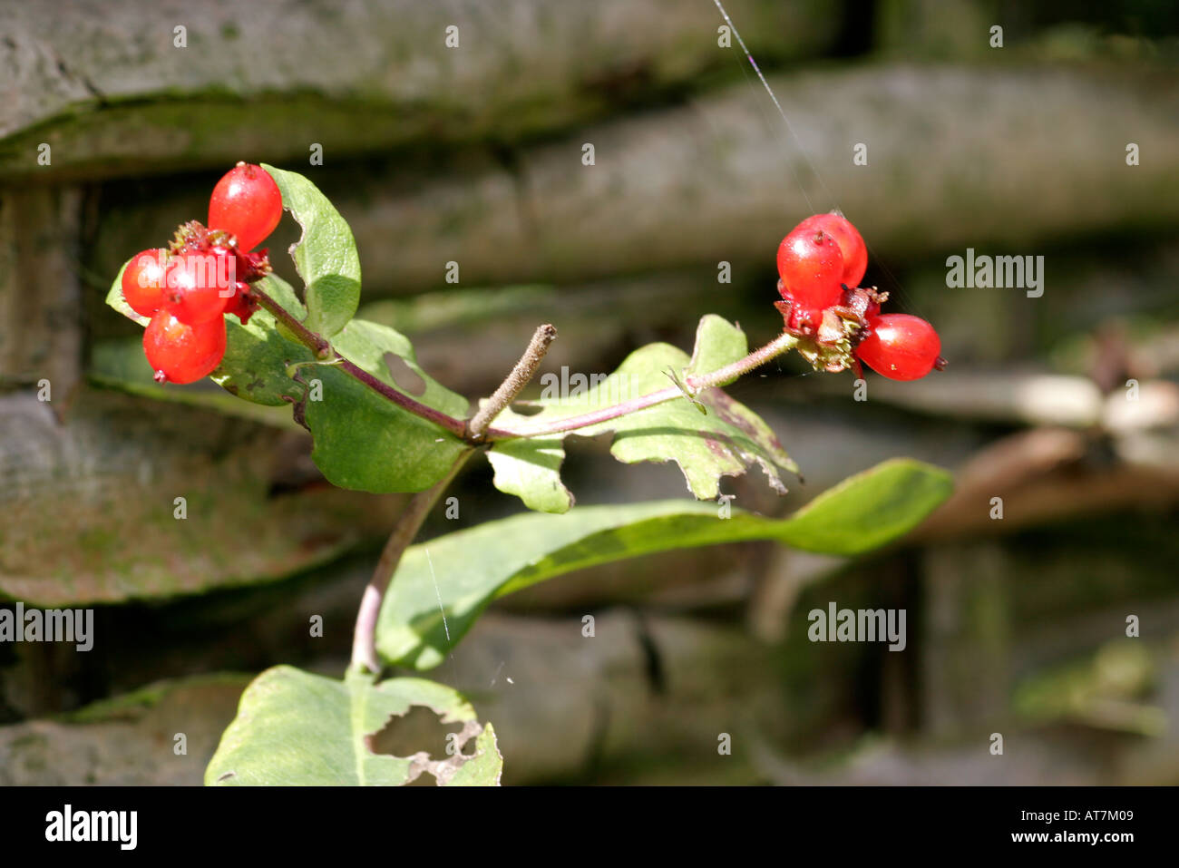 Slade gardens hi-res stock photography and images - Alamy