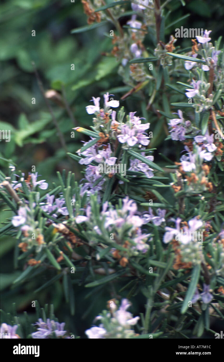 Purple rosemary in full flower in an English cottage garden, Lancaster ...