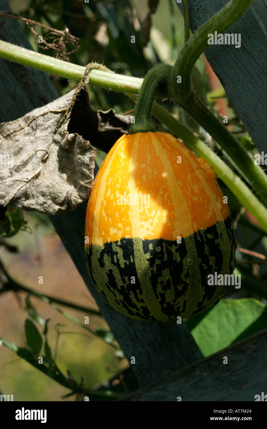 Marrow type hi-res stock photography and images - Alamy