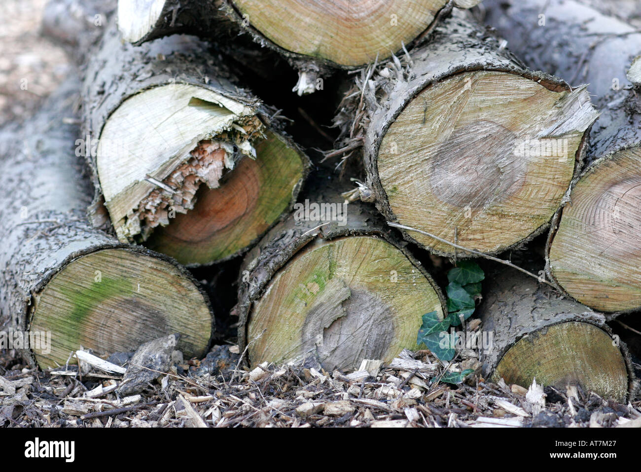 Leylandii uk close up hi-res stock photography and images - Alamy
