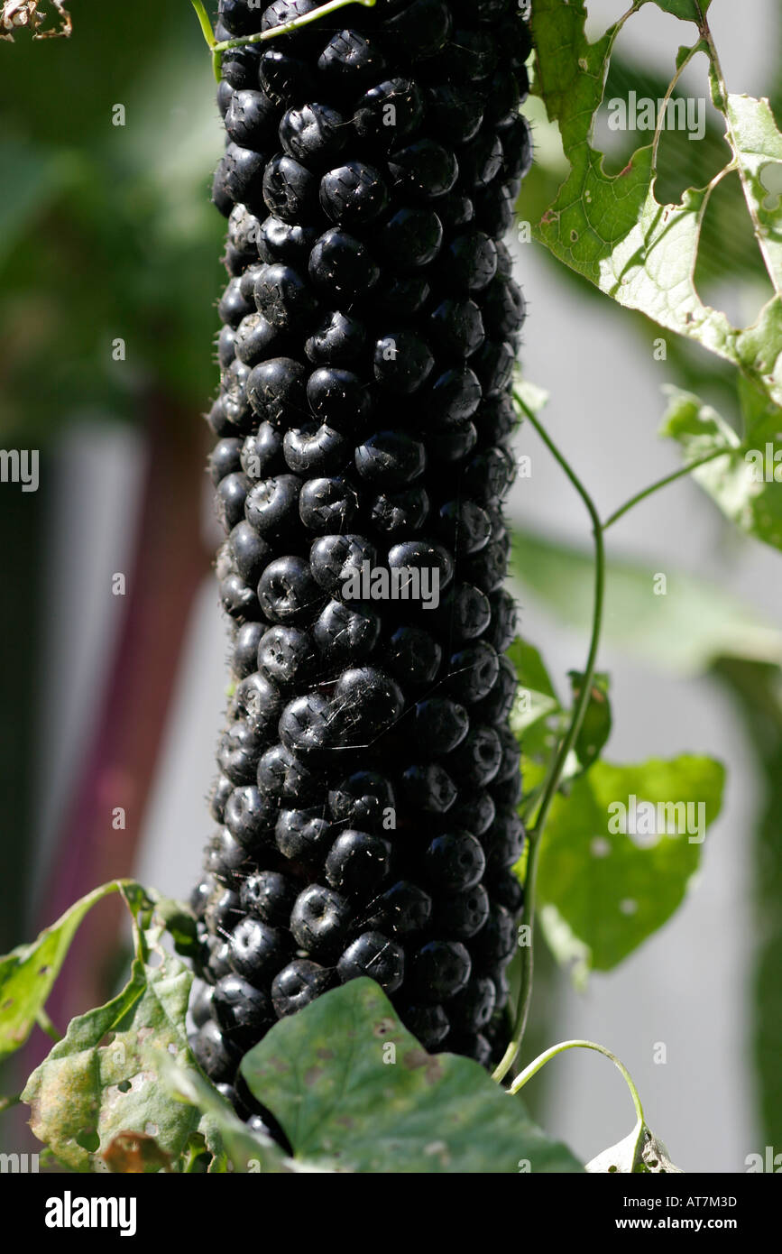 Phytolacca octandra red ink plant or inkweed Stock Photo - Alamy