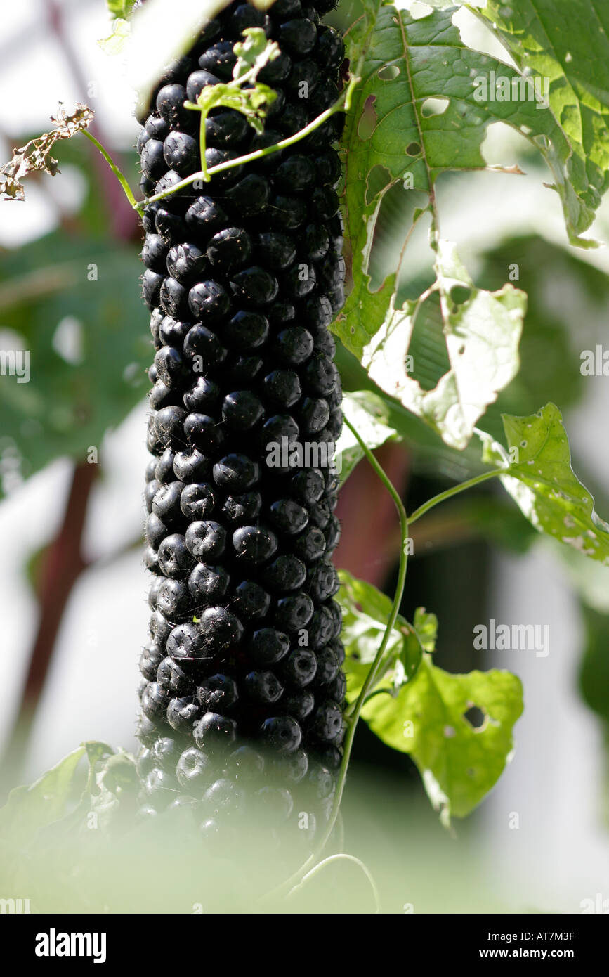 Phytolacca octandra red ink plant or inkweed Stock Photo - Alamy