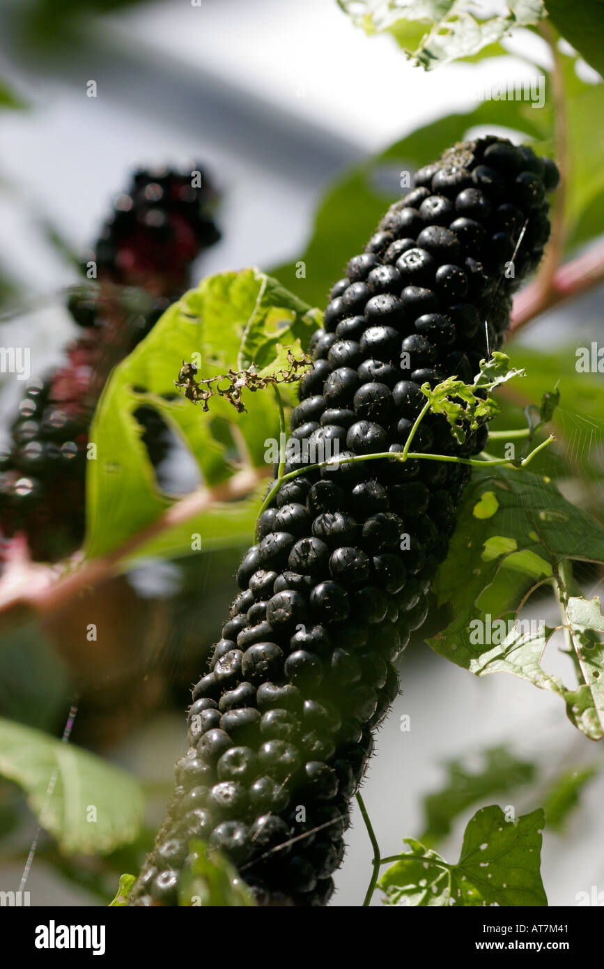 Phytolacca octandra red ink plant or inkweed Stock Photo - Alamy