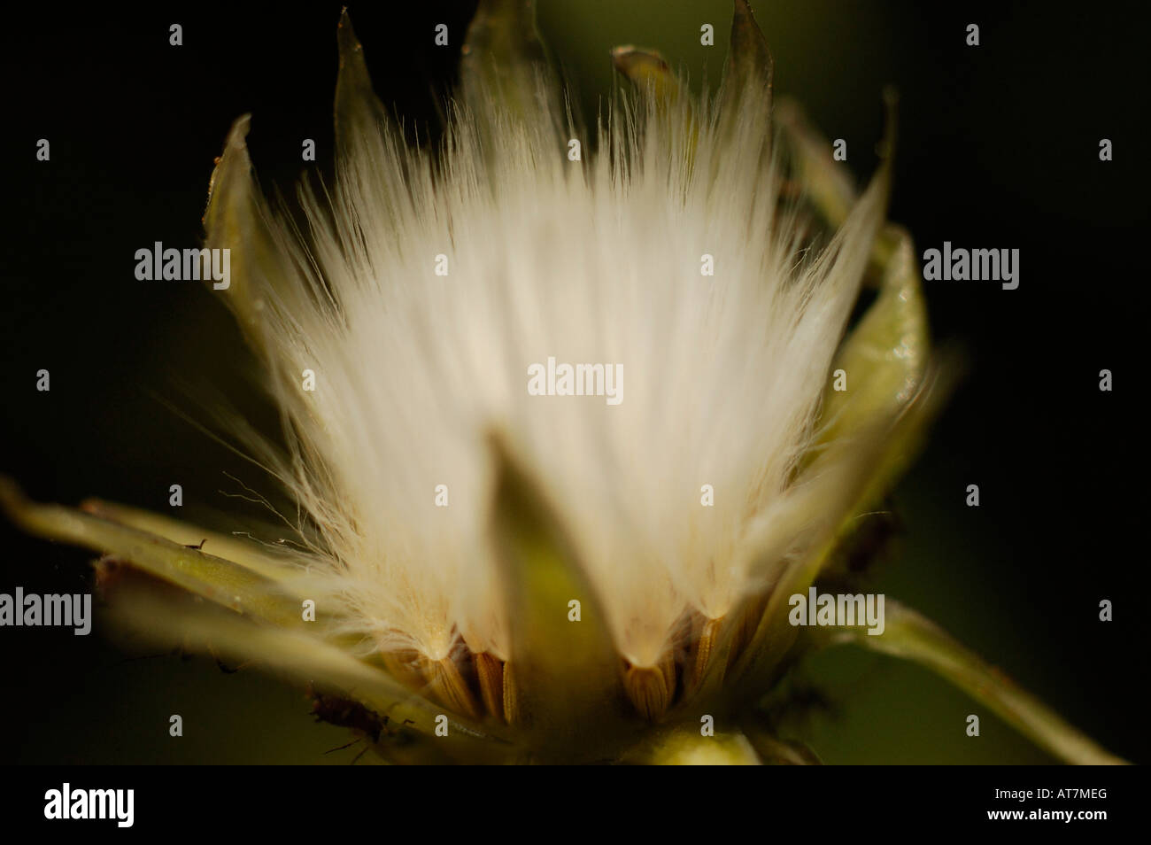 A wild cotton-like mediterranean flower from the island of Cyprus Stock ...