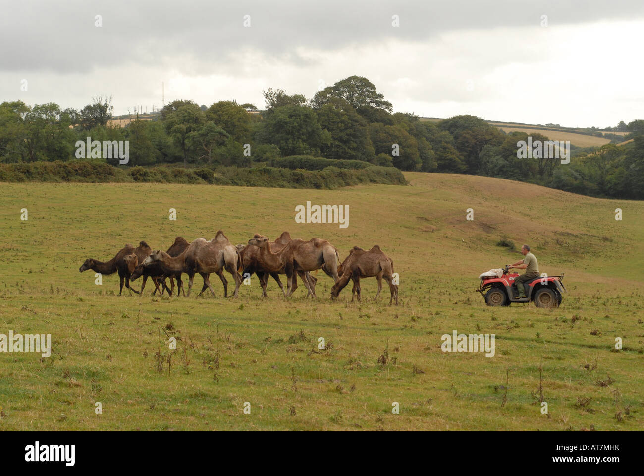 camel trekking rides, Cornwall, England Stock Photo - Alamy