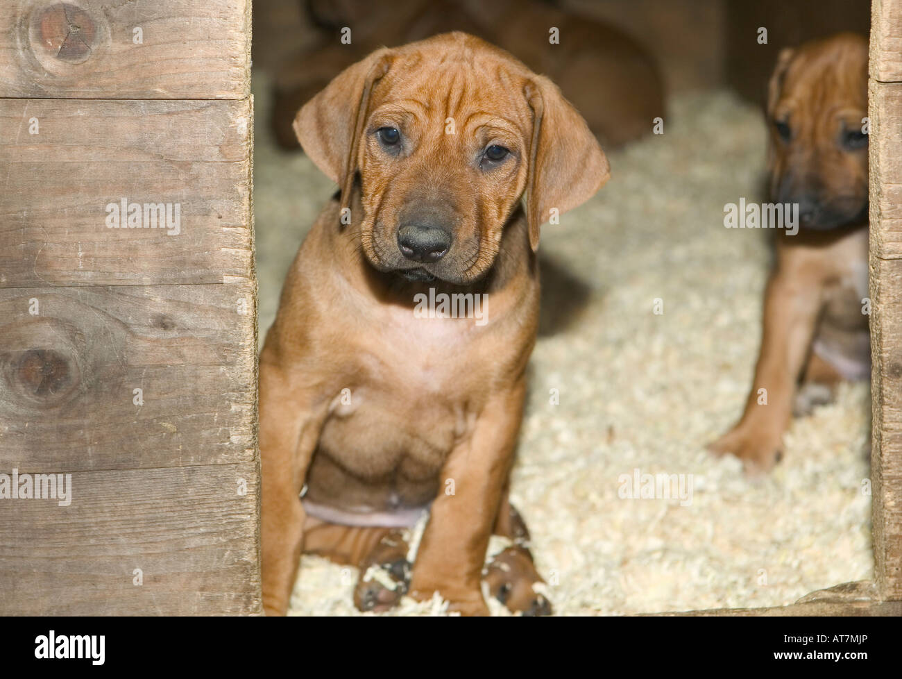 African Rhodesian Ridgeback pups Stock Photo - Alamy