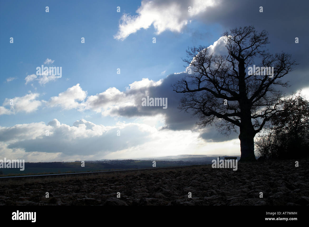 Old oak tree silhouette hi-res stock photography and images - Alamy