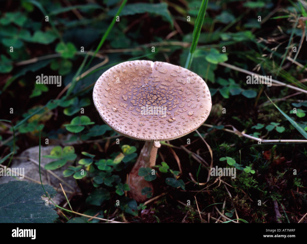 Mycena polygramma hi-res stock photography and images - Alamy
