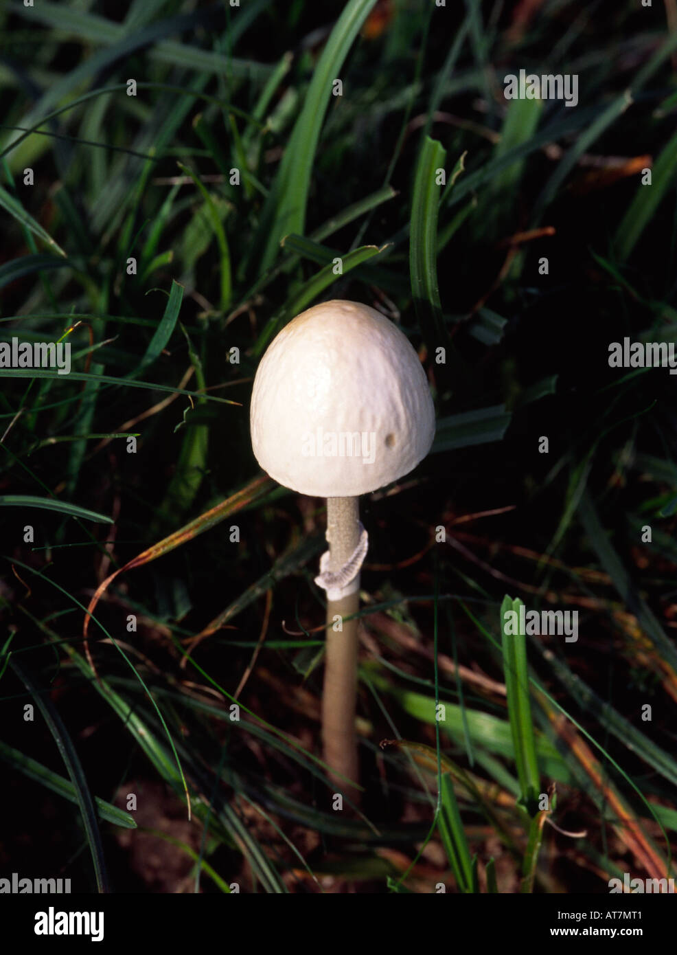 wild fungi portrait Stock Photo - Alamy