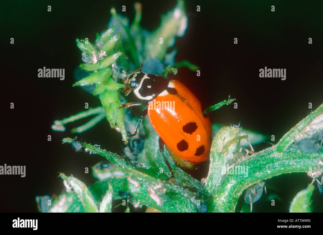 Ladybird, Family Coccinellidae. Feeding on aphids Stock Photo - Alamy Ladybird, Family Coccinellidae. Feeding on aphids Stock Photo - Alamy