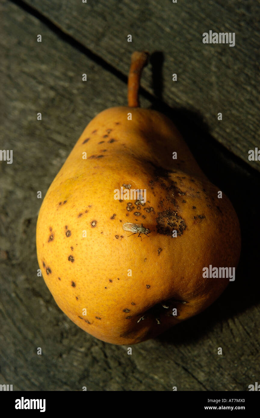 Bruised pear hi-res stock photography and images - Alamy