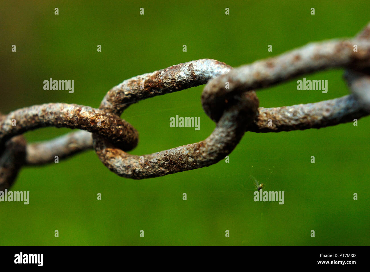 Fly chains hi-res stock photography and images - Alamy