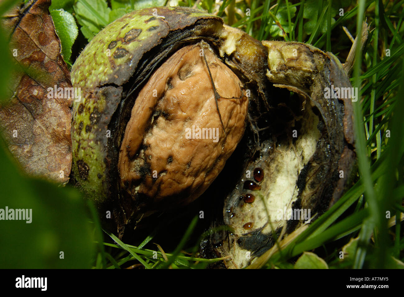 broken walnut in grass Stock Photo - Alamy
