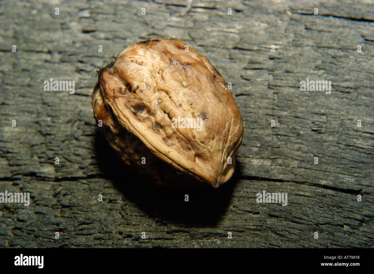 Walnut doors hi-res stock photography and images - Alamy