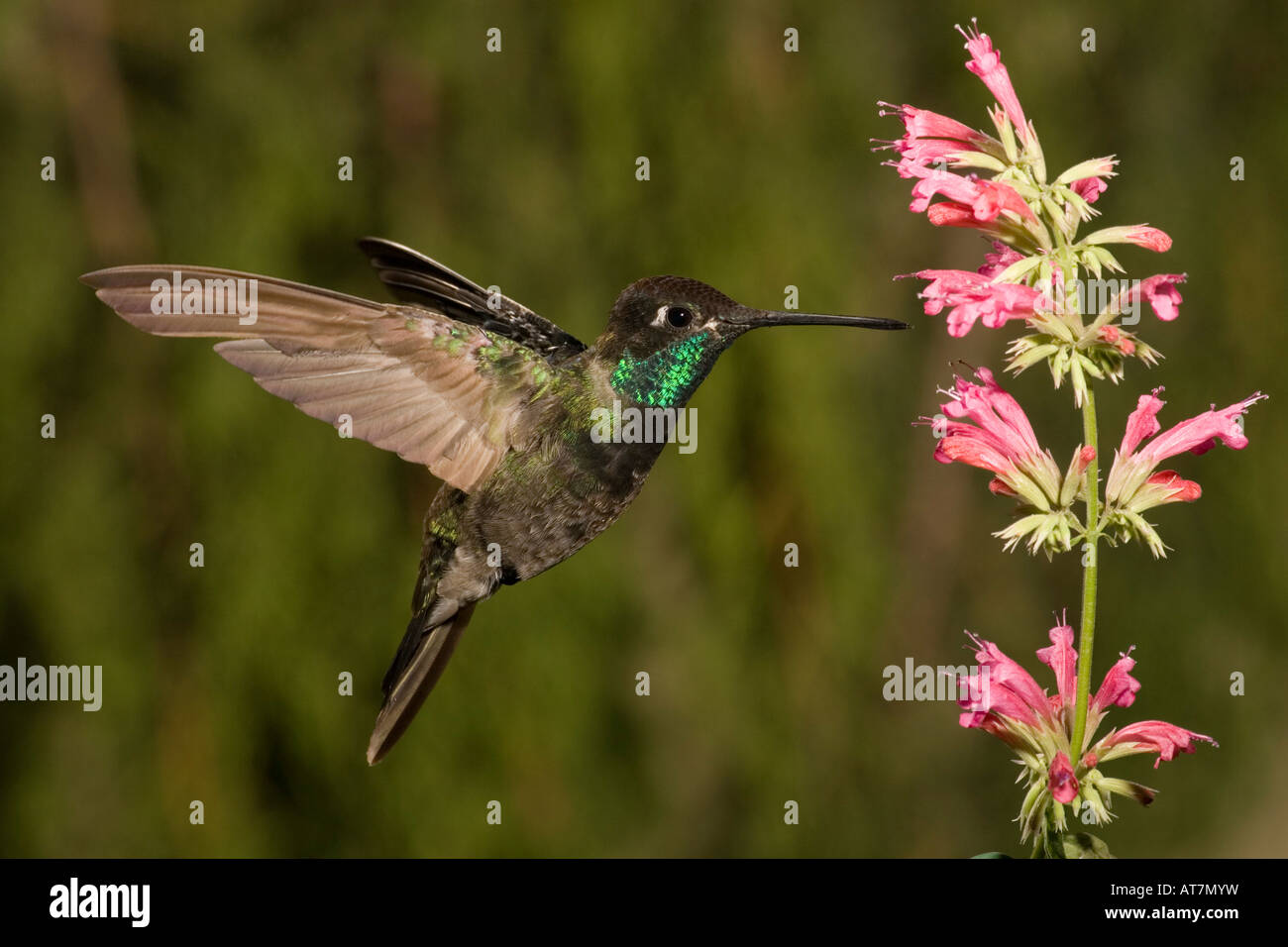 Magnificent Hummingbird male Eugenes fulgens feeding at Agastache Red ...