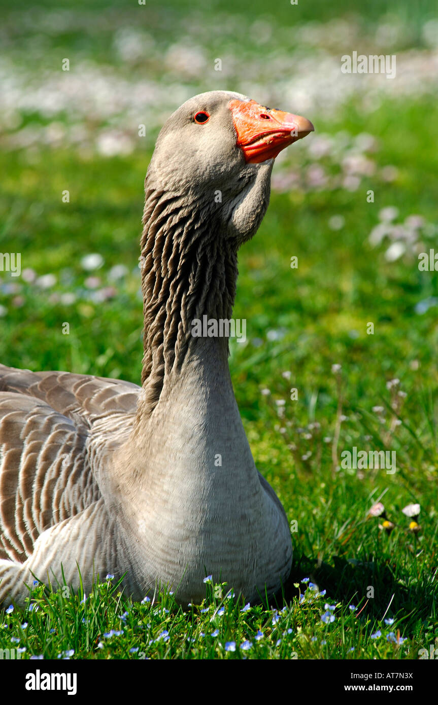 Toulouse Goose High Resolution Stock Photography and Images - Alamy