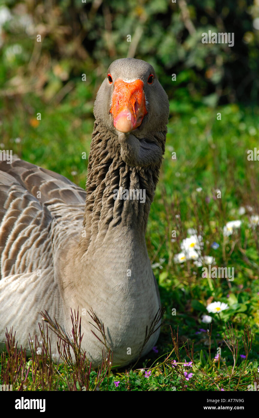 Dewlap poultry beck neck geese hi-res stock photography and images - Alamy