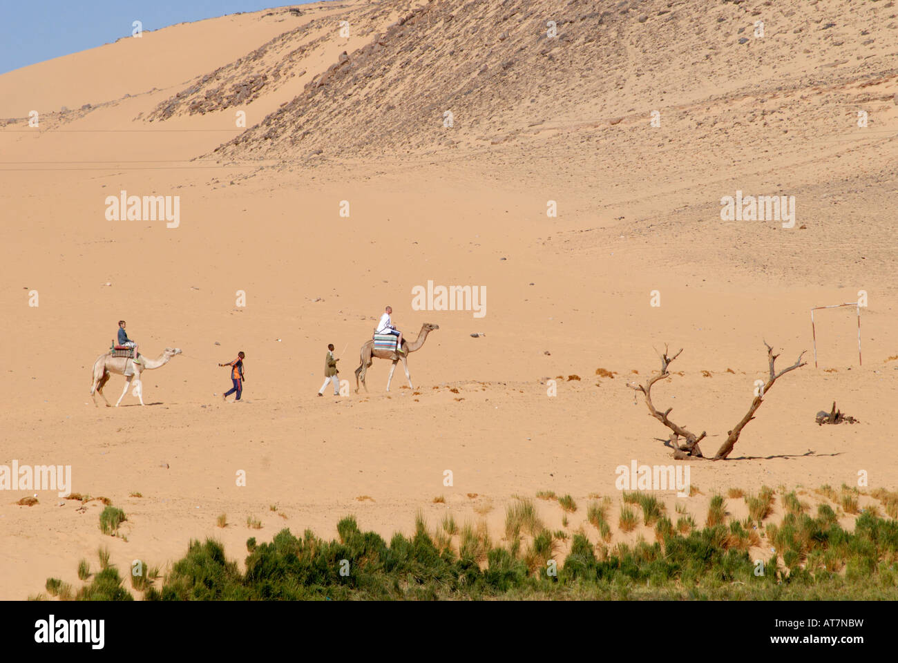 Sahara Desert by side of the River Nile in Egypt. Camels cross the ...