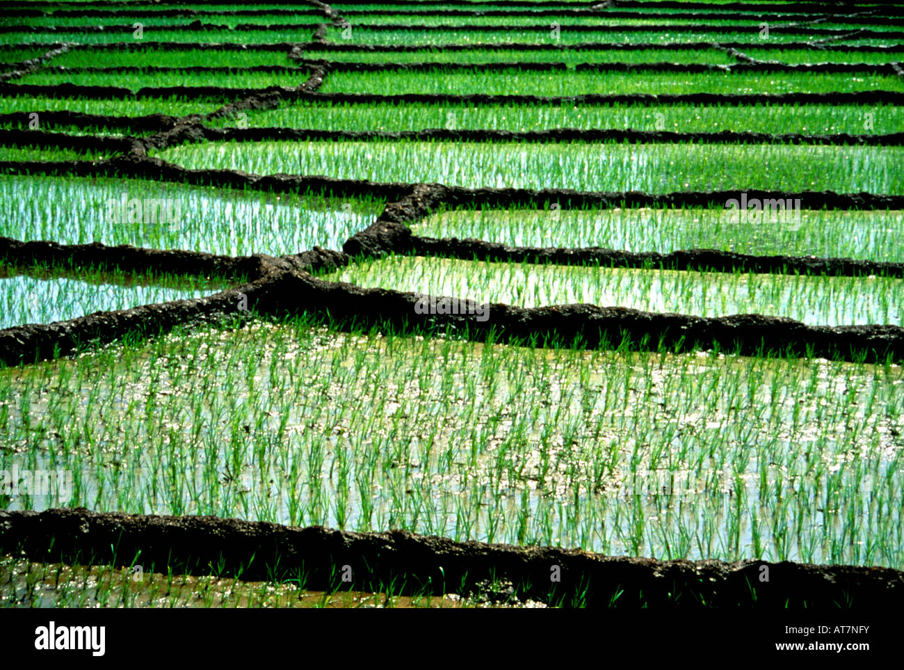 Rice paddy field in Goa India Stock Photo - Alamy