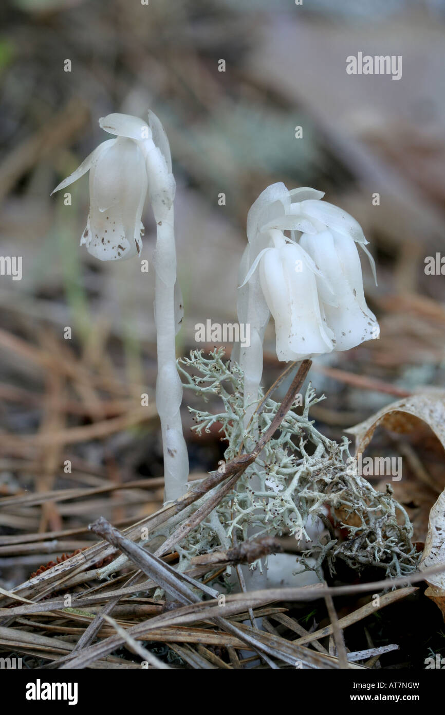 Indian pipe (Monotropa uniflora), a non-photosynthetic flowering plant ...