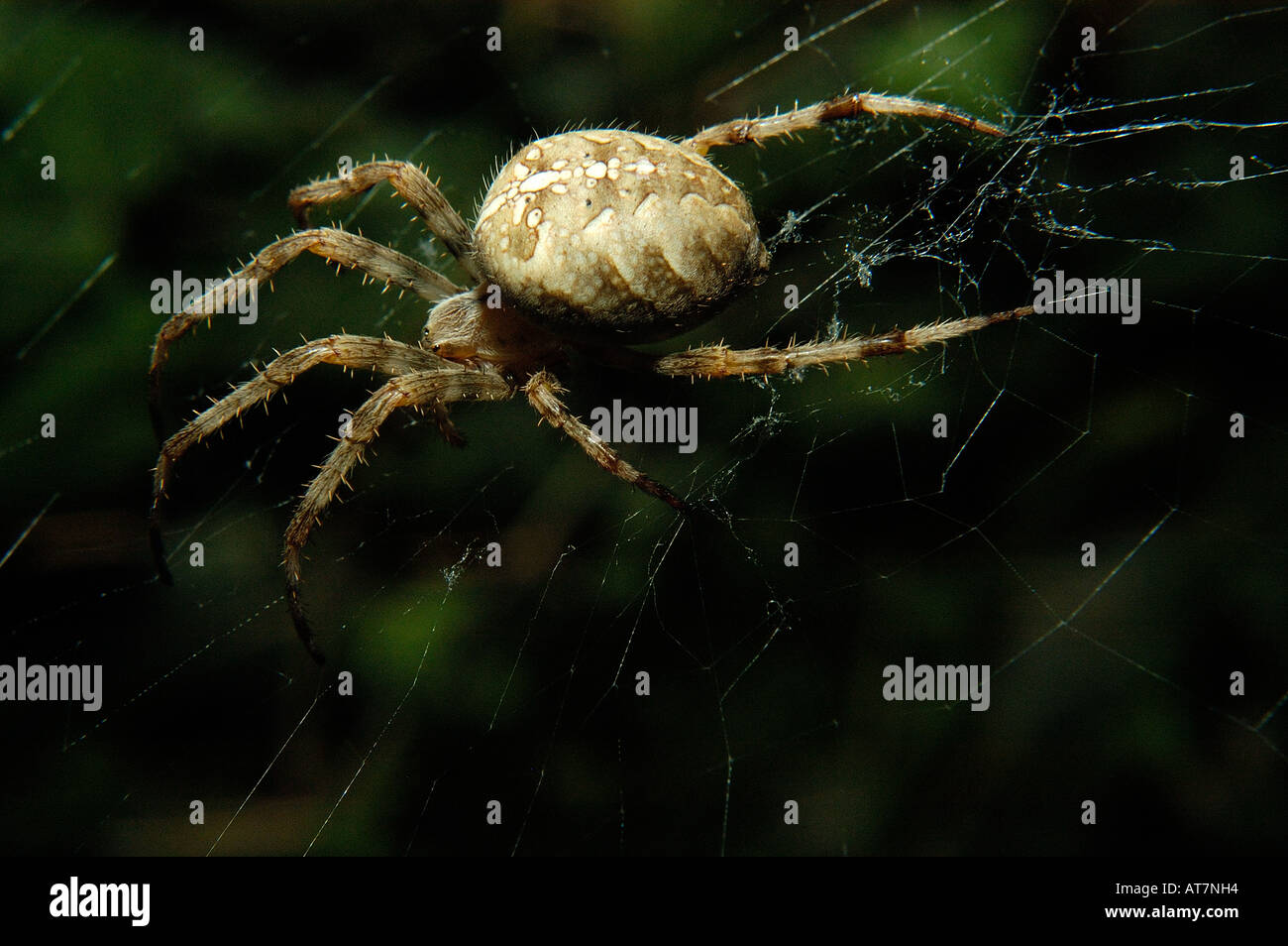 Spider on the web Stock Photo - Alamy