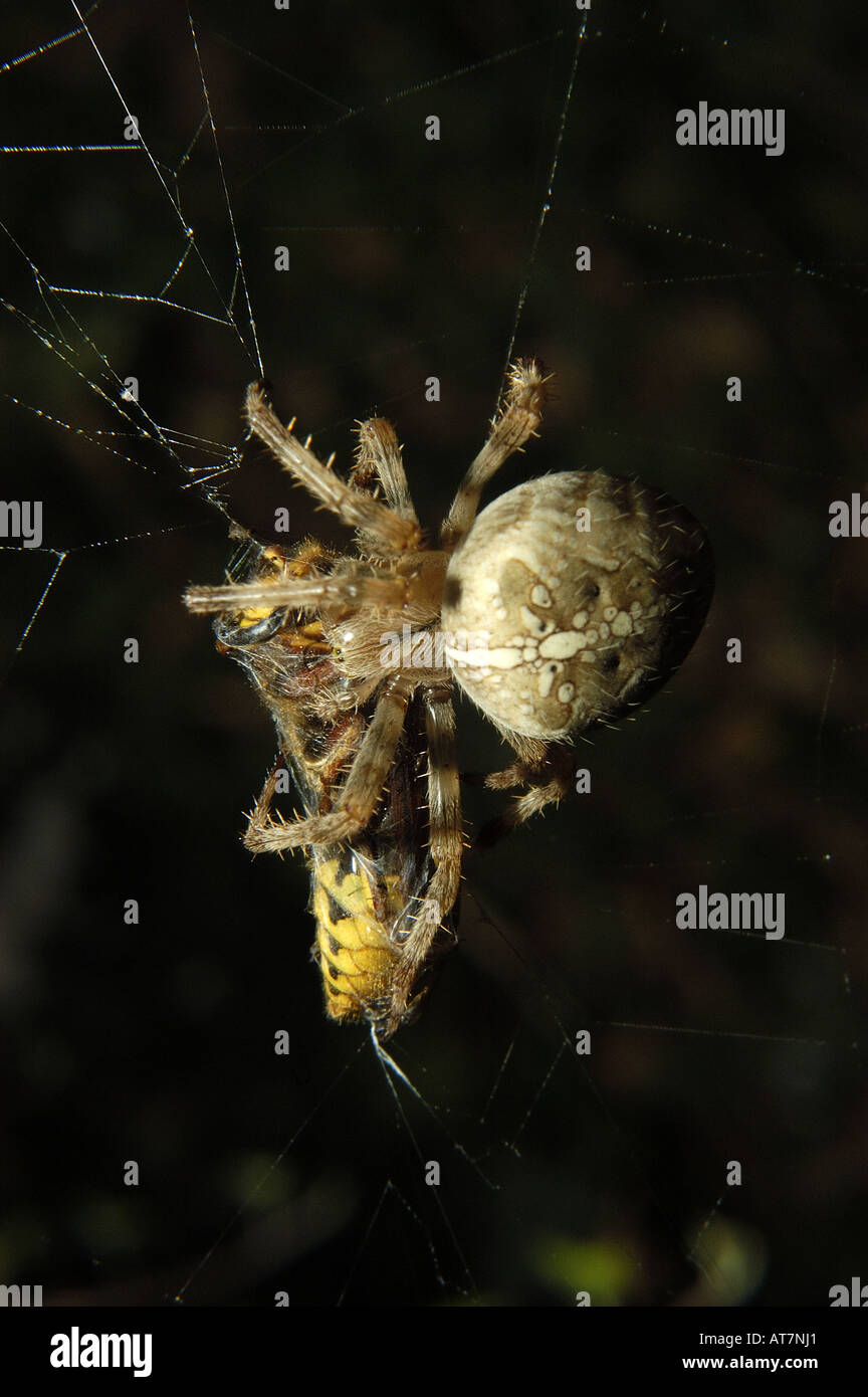 Spider with captured Hornet Stock Photo - Alamy