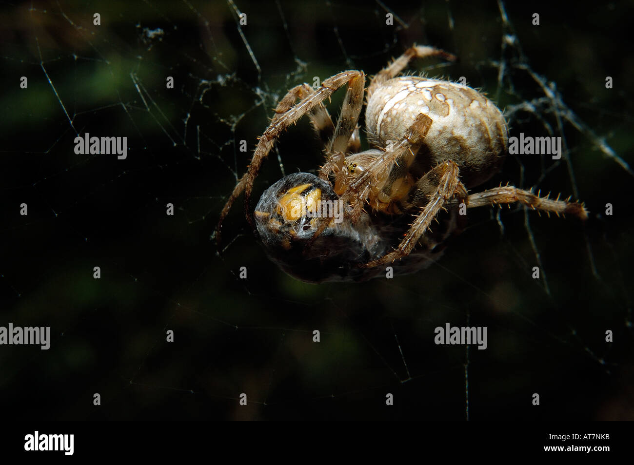 Spider with captured Hornet Stock Photo - Alamy