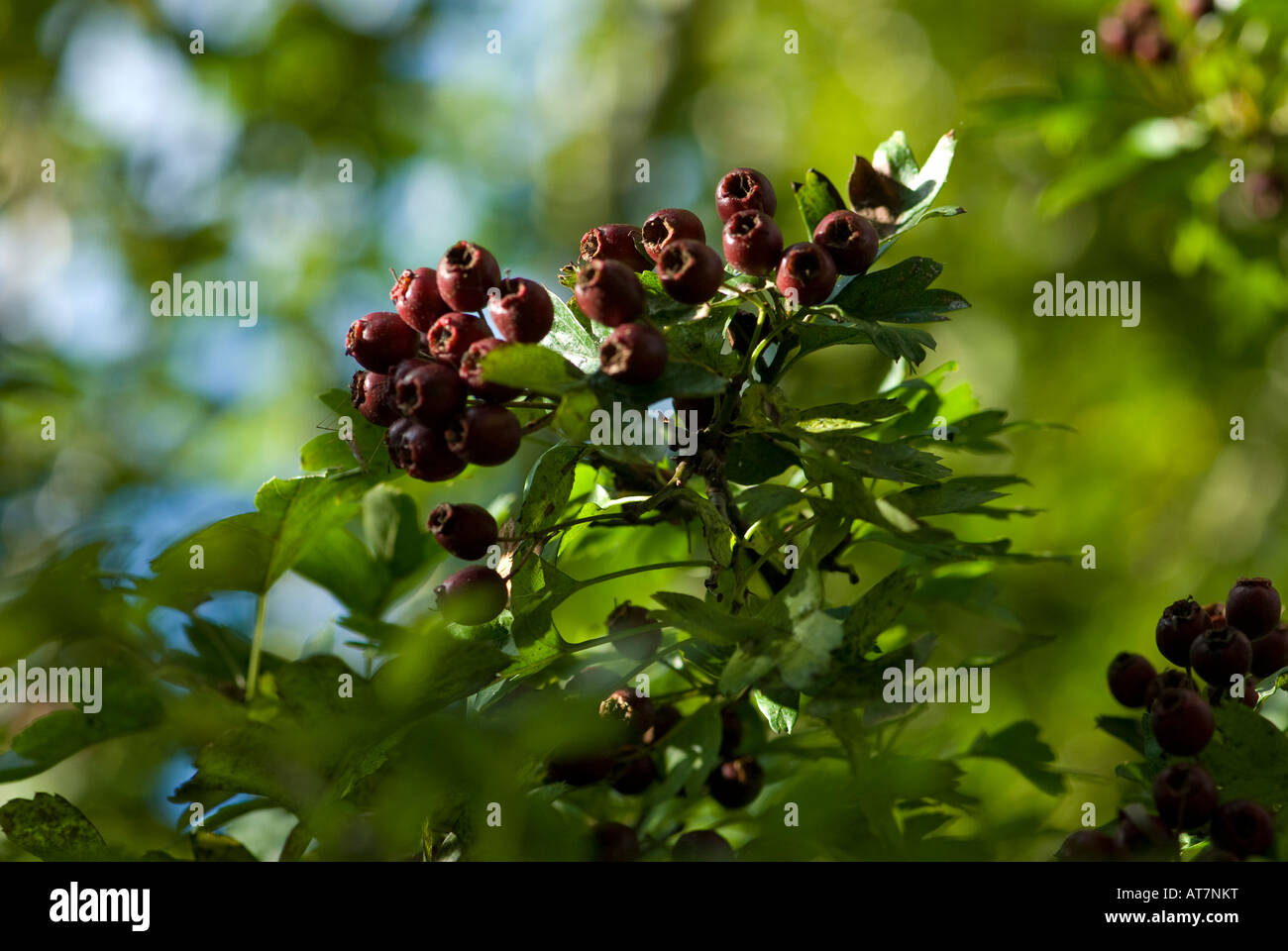 Hips and haws hi-res stock photography and images - Alamy