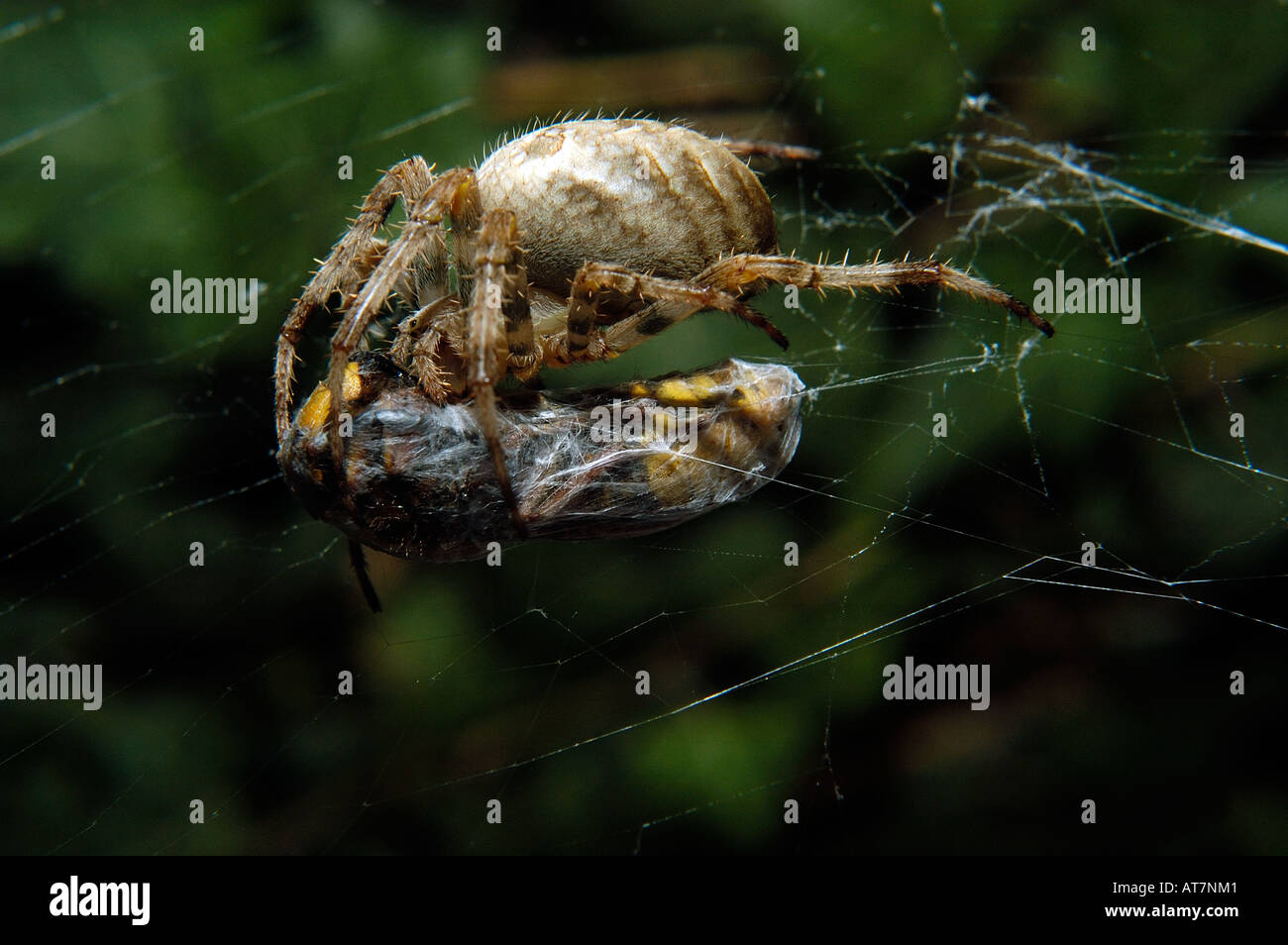 The European garden spider, diadem spider, cross spider, or cross ...