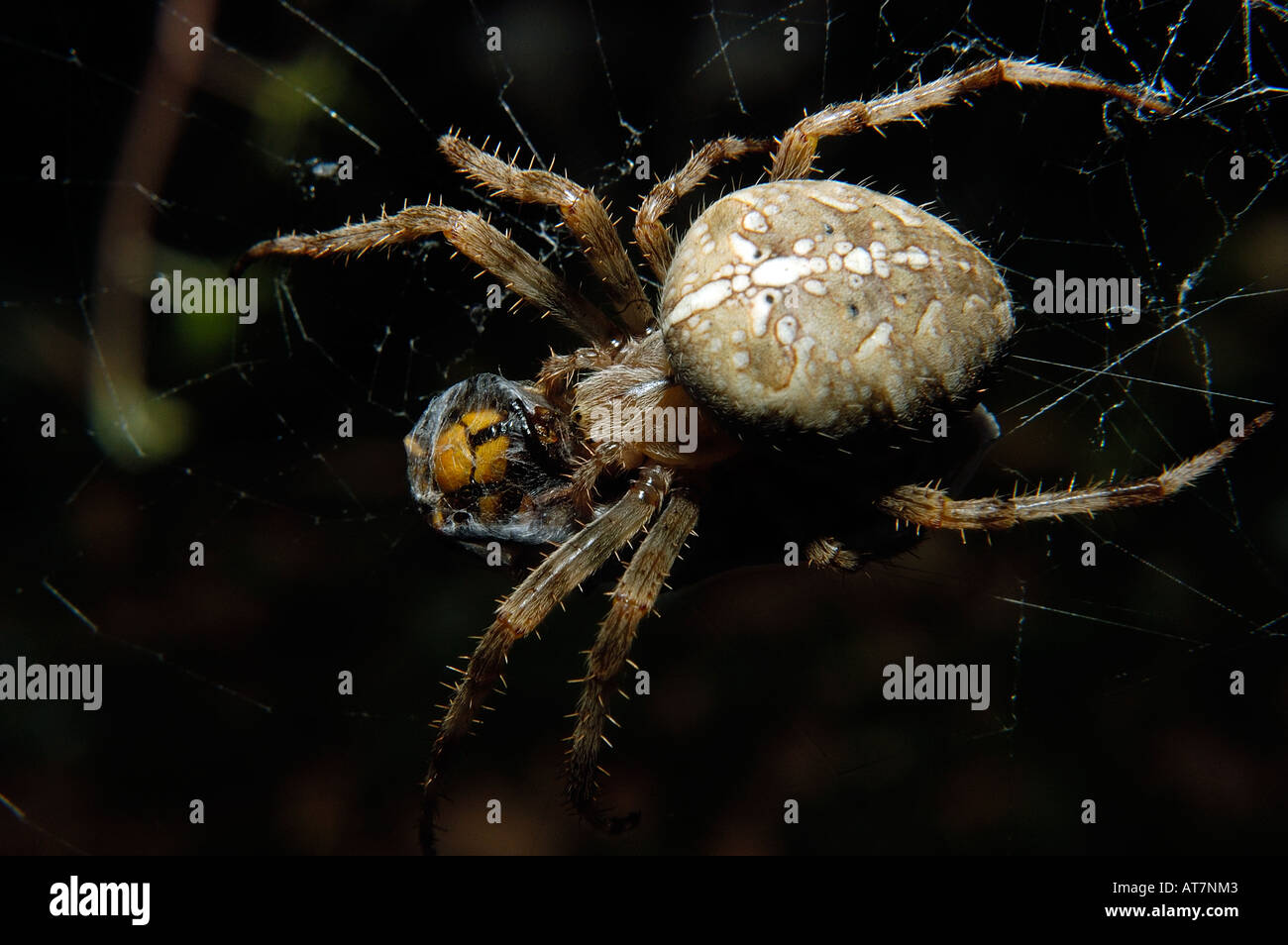 The European garden spider, diadem spider, cross spider, or cross ...