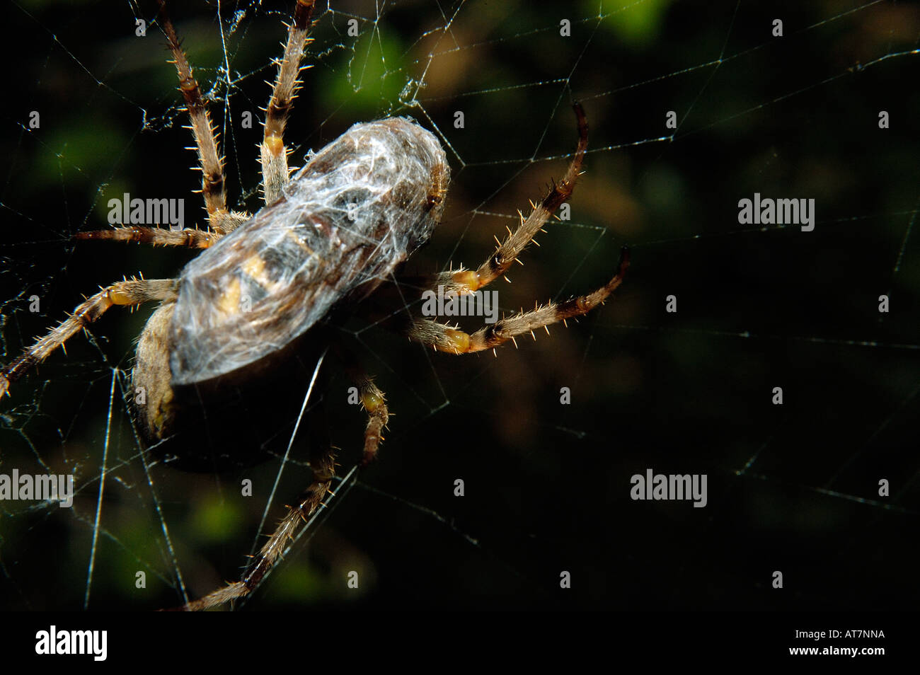 The European garden spider, diadem spider, cross spider, or cross ...