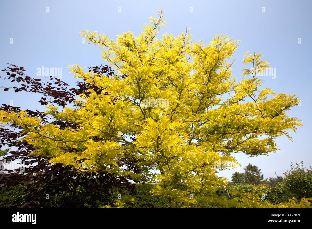 Acacia Tree Robina Pseudoacacia Frisia springtime Stock Photo - Alamy