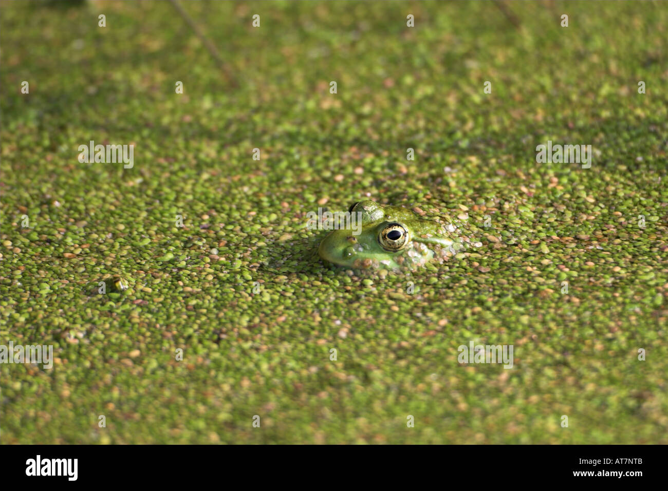 Head and eye of a Marsh Frog Rana ridibunda in a drainage ditch covered ...