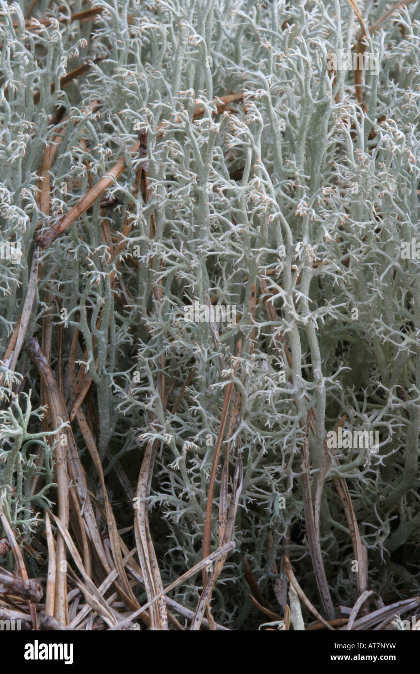 Reindeer lichen, Cladina sp Stock Photo - Alamy