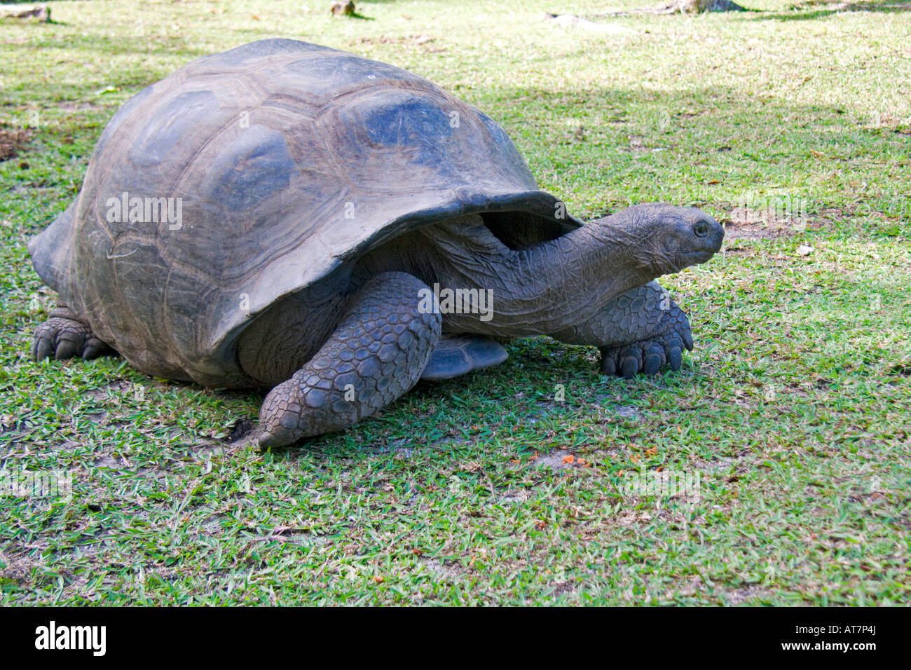 Seychelles Giant Tortoise Stock Photo - Alamy